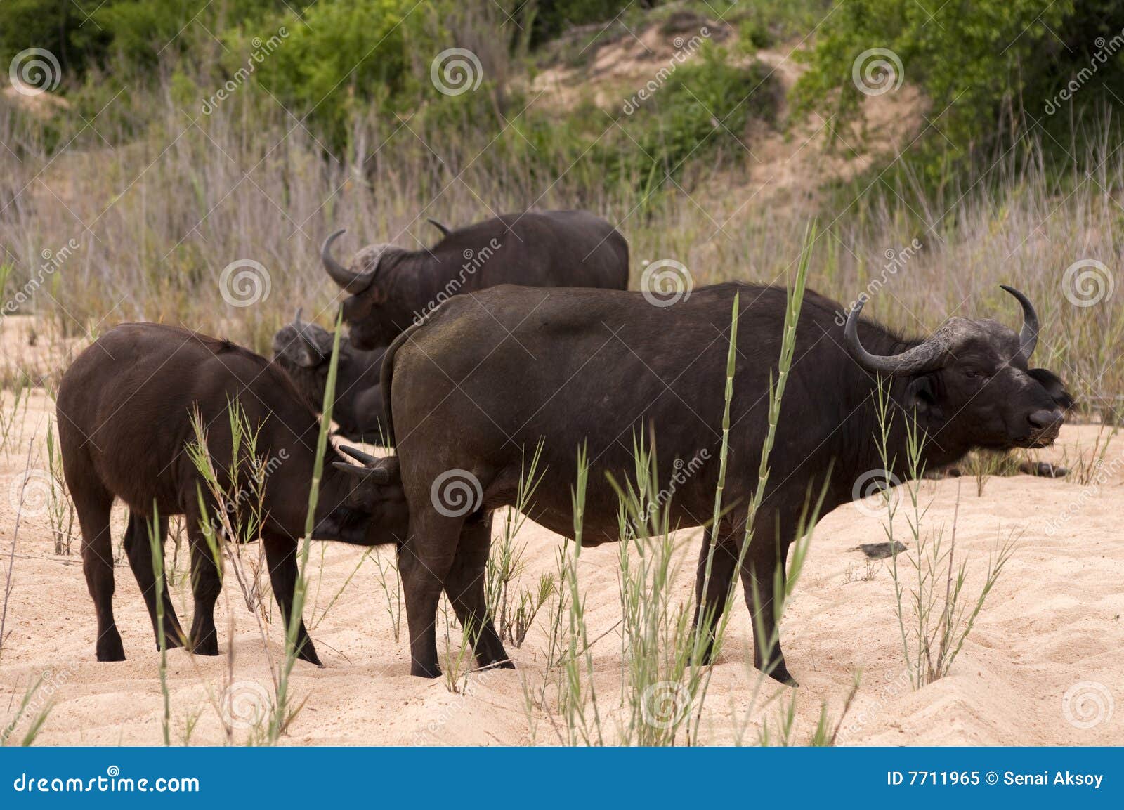 Buffalo bull stock image. Image of aggressive, caffer - 7711965