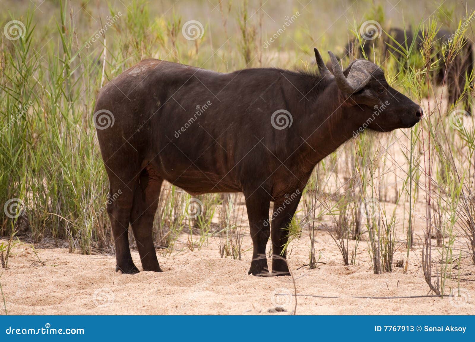 Buffalo bull stock image. Image of bovine, kruger, grazer - 7767913