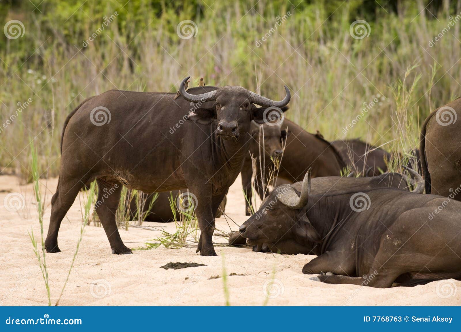 Buffalo bull stock image. Image of horns, grazer, national - 7768763