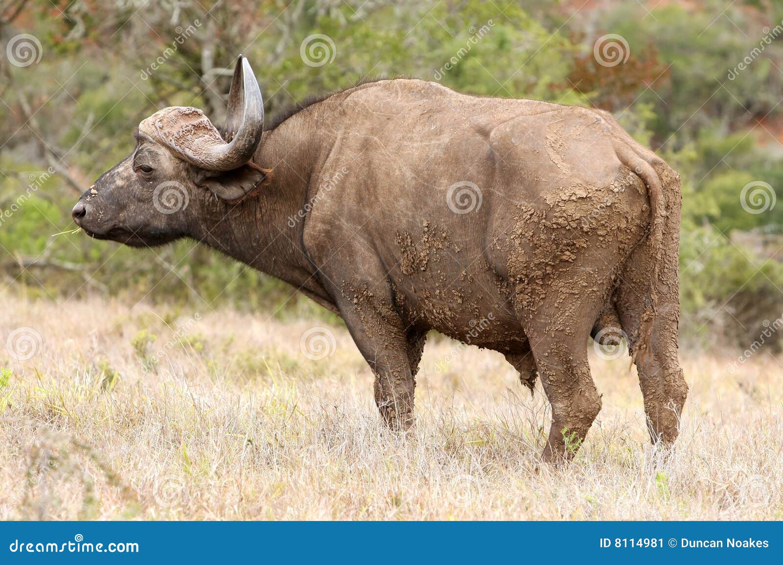 Buffalo Bull stock image. Image of fauna, aggressive, bull - 8114981