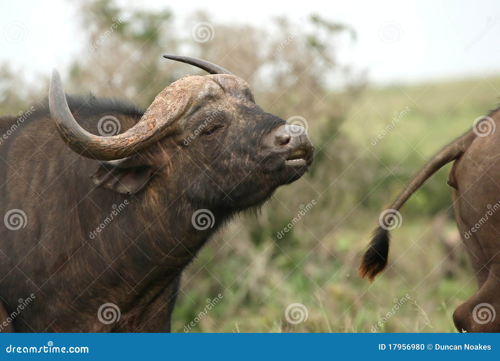 Buffalo Bull Flehmen stock photo. Image of nature, syncerus - 17956980