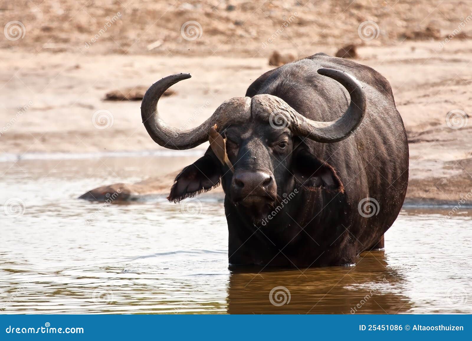 Buffalo Bull Standing in Water Stock Photo - Image of pecking, nature ...