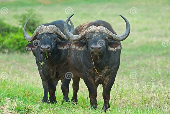Buffalo Bulls stock image. Image of buffalo, prey, animal - 4101739