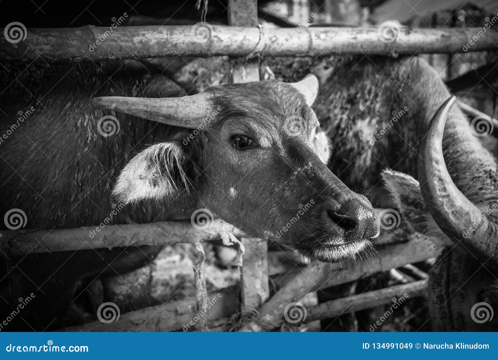 Buffalo with dramatic tone stock image. Image of meat - 134991049