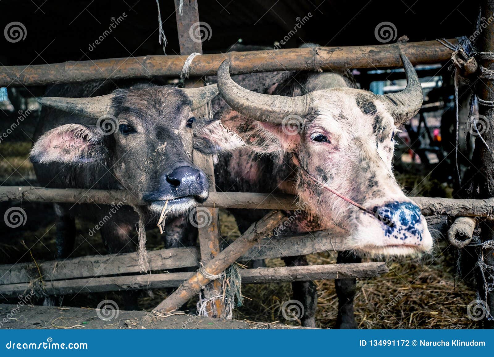 Buffalo with dramatic tone stock photo. Image of milk - 134991172