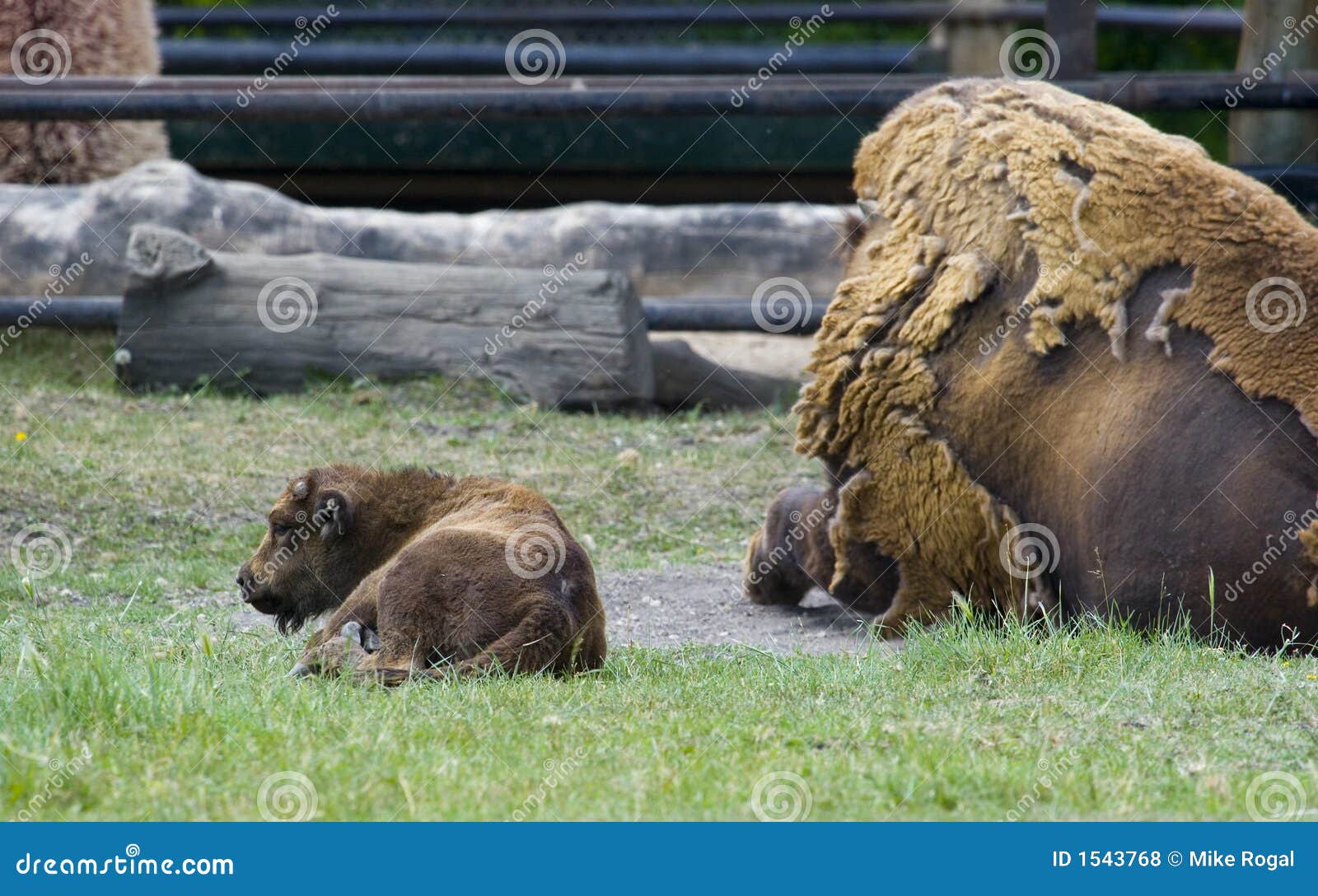 Buffalo and Calf stock photo. Image of child, cumbersome - 1543768