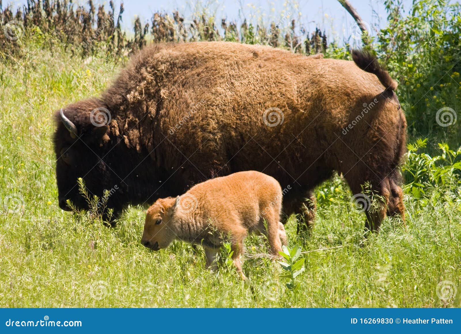 Buffalo And Her Calf At Taita Hills Wildlife Sanctuary, Kenya Royalty ...
