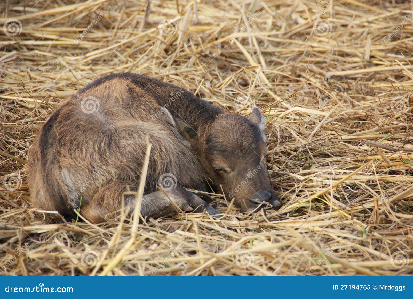 Buffalo calf stock image. Image of cattle, sleeping, sleepy - 27194765