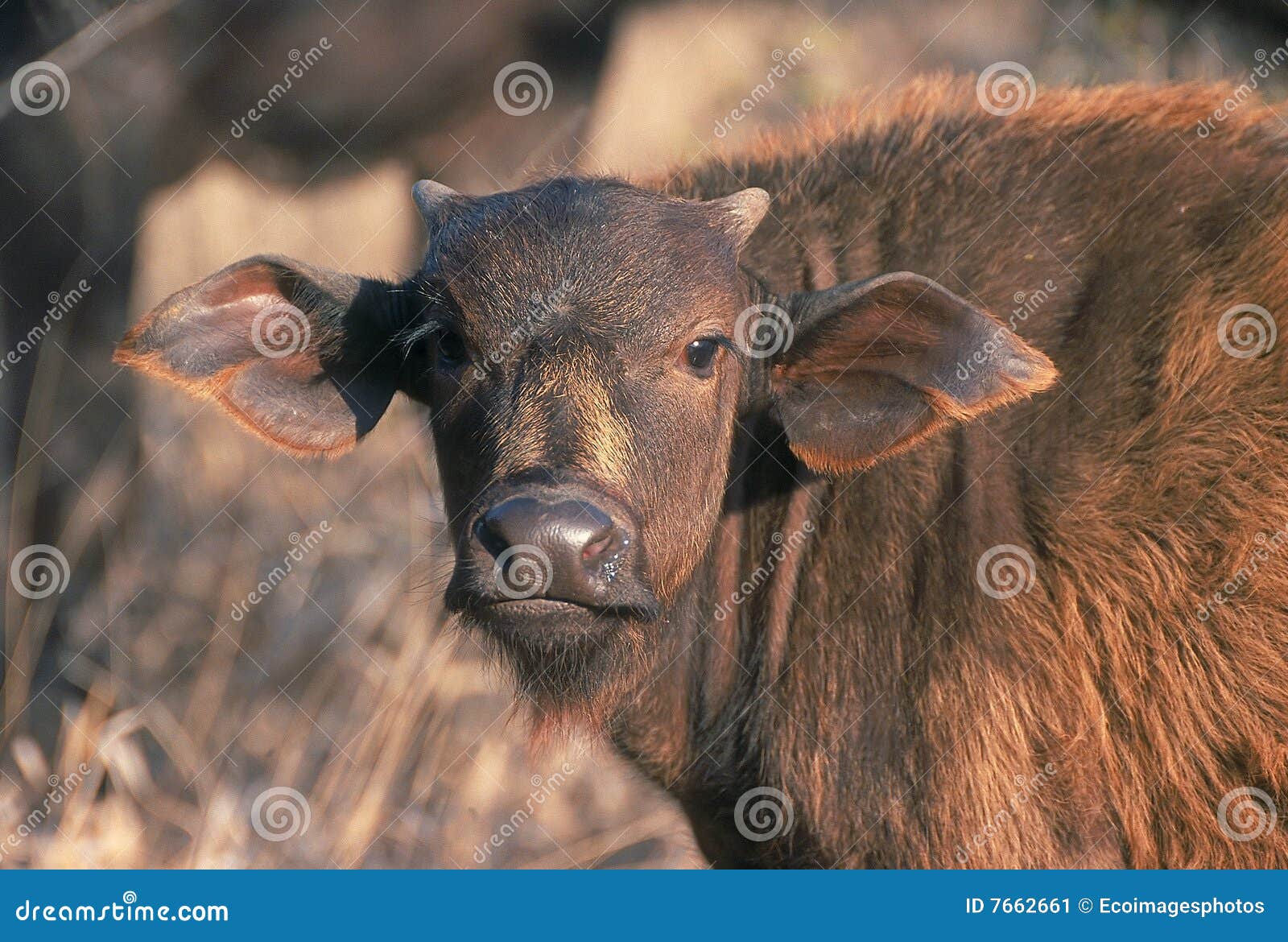 Buffalo calf stock image. Image of small, calf, cuddly - 7662661