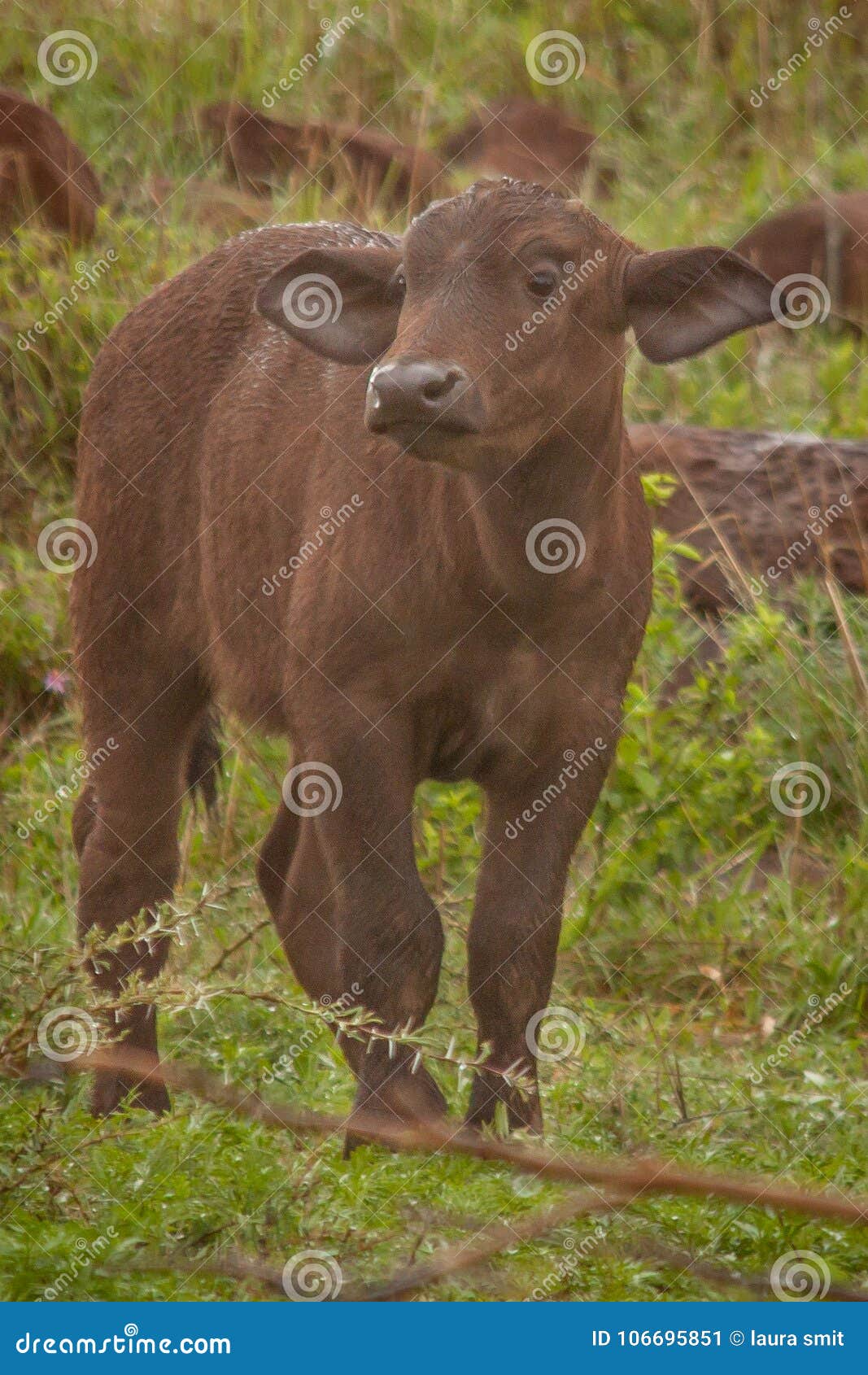 Buffalo calf stock image. Image of baby, looking, wildlife - 106695851