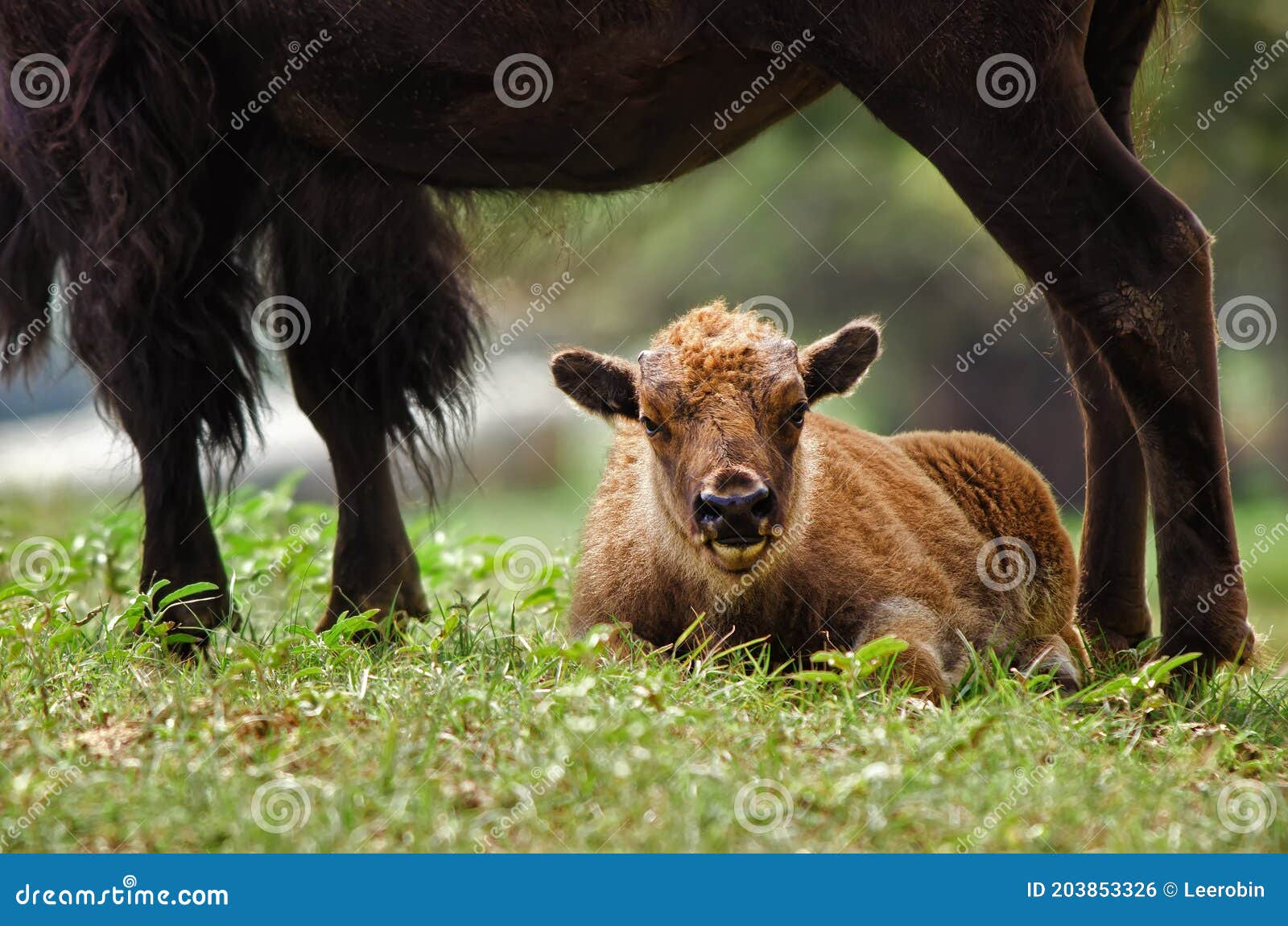 Buffalo Calf Lying Down Under Mothers Protection Stock Photo - Image of ...