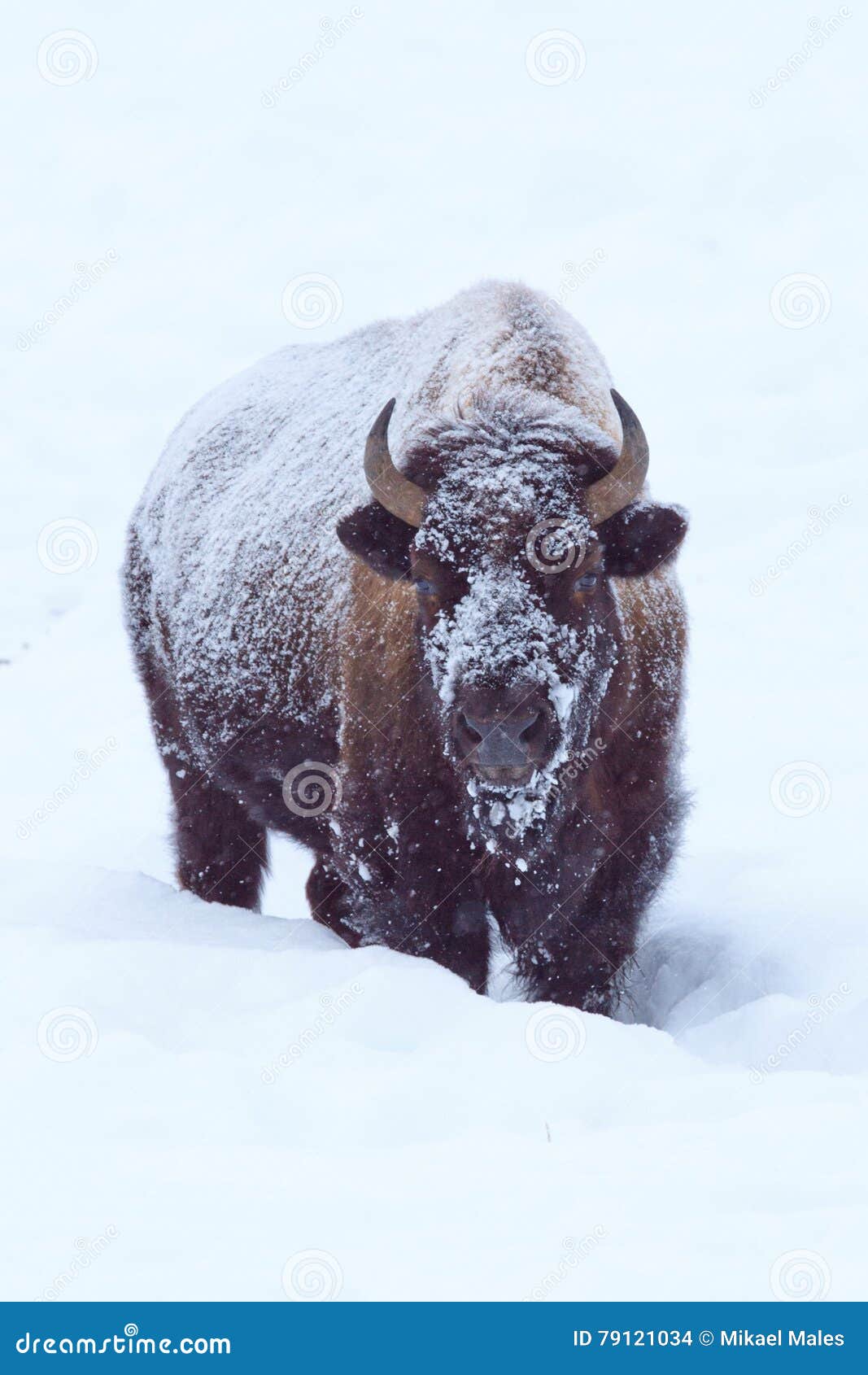 Buffalo Calf Standing in Deep Snow Stock Photo - Image of buffalo, view ...