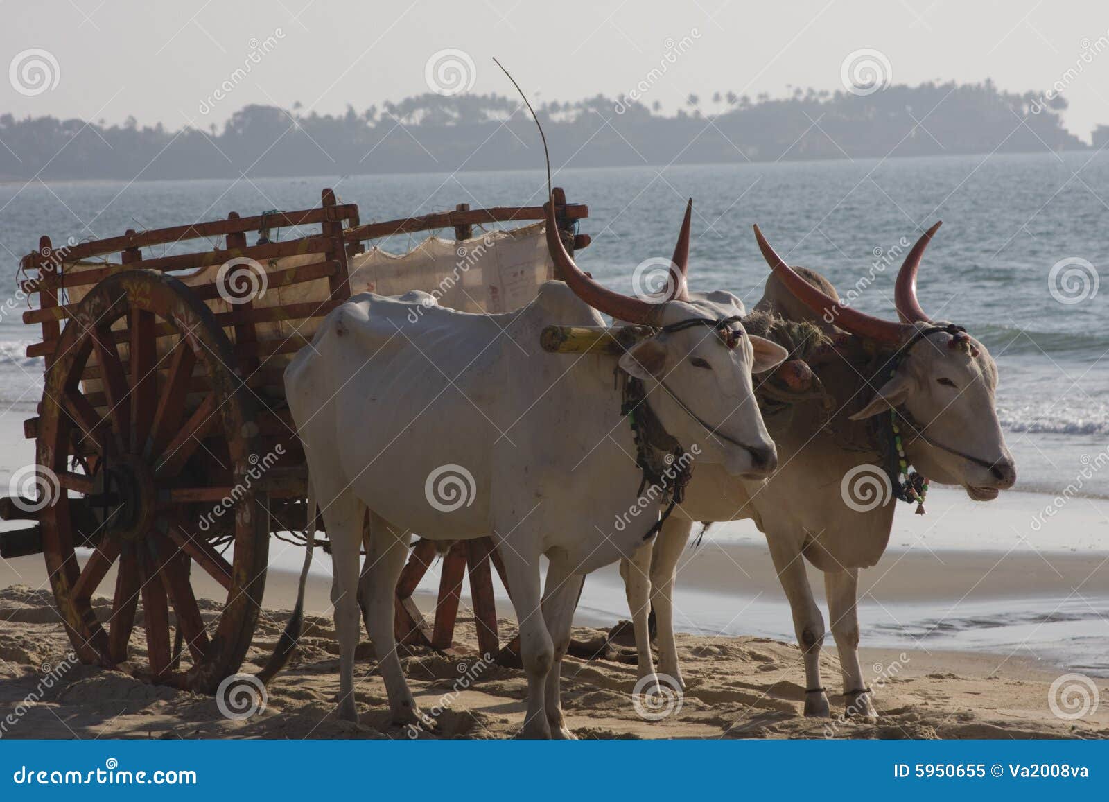 Buffalo cart stock image. Image of waggon, domesticated - 5950655