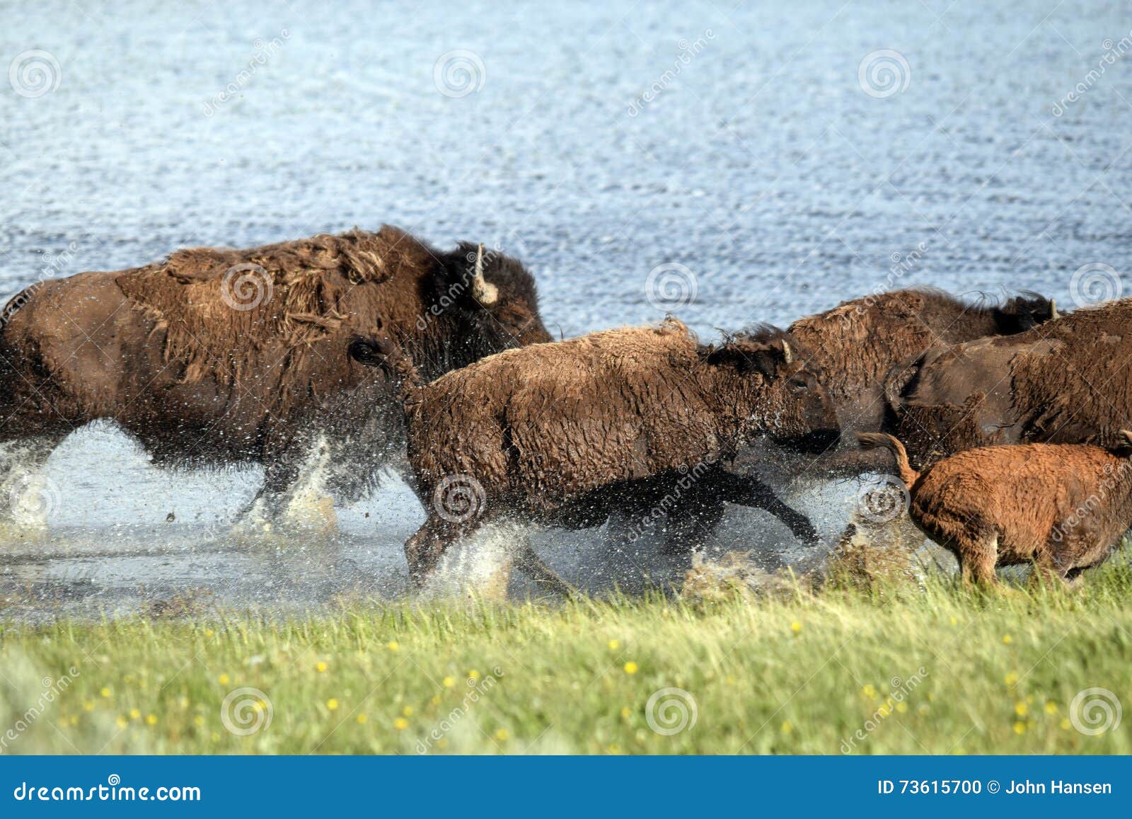 Buffalo charge stock photo. Image of charge, fauna, americana - 73615700