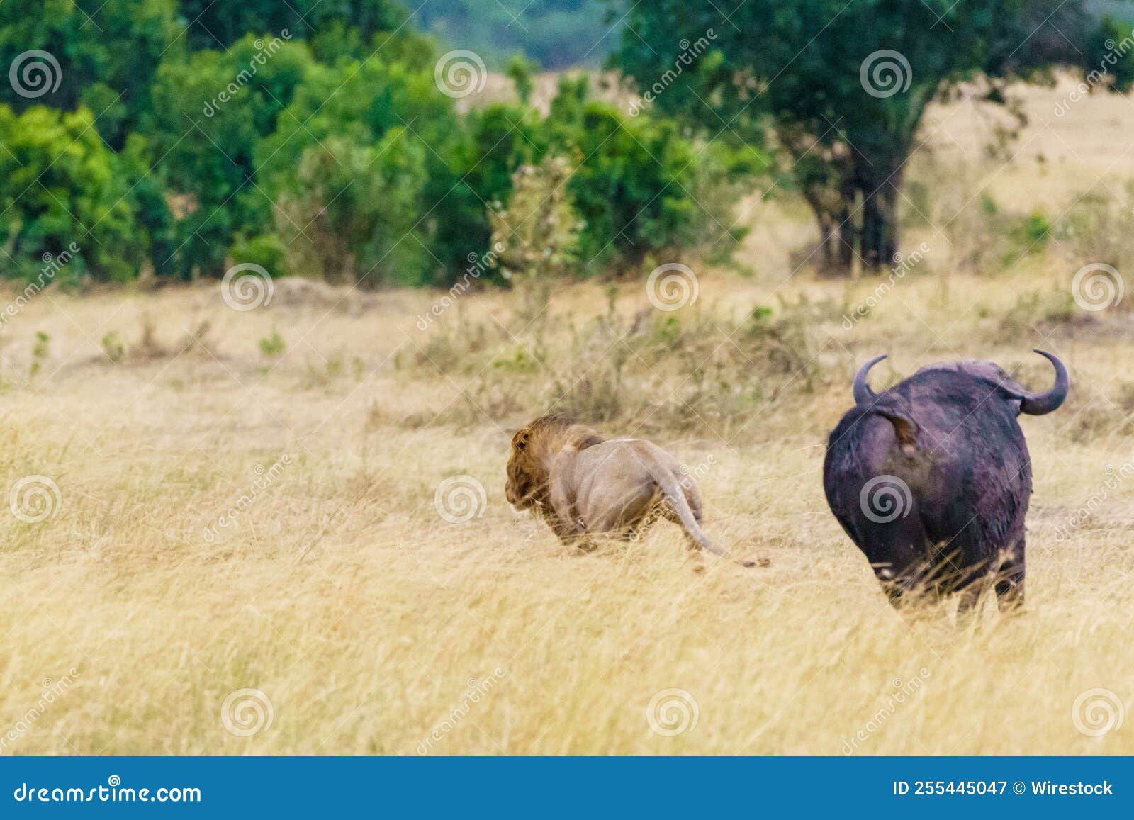 Lion Chasing Buffalo Stock Photos - Free & Royalty-Free Stock Photos ...