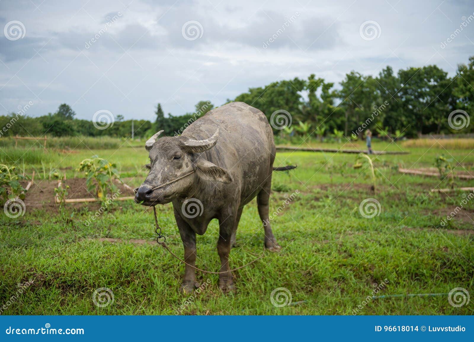 Buffalo Chew Grass on the Field Stock Photo - Image of mammal, plant ...