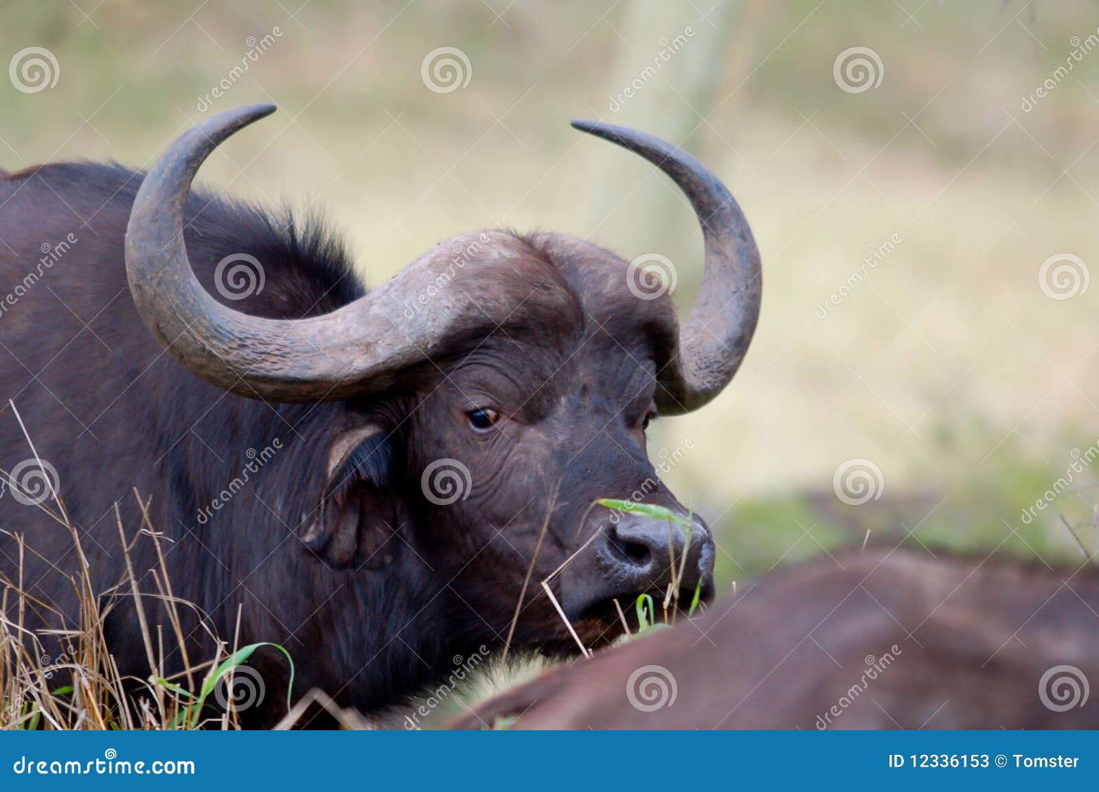 Buffalo close up stock image. Image of safari, horn, horns - 12336153