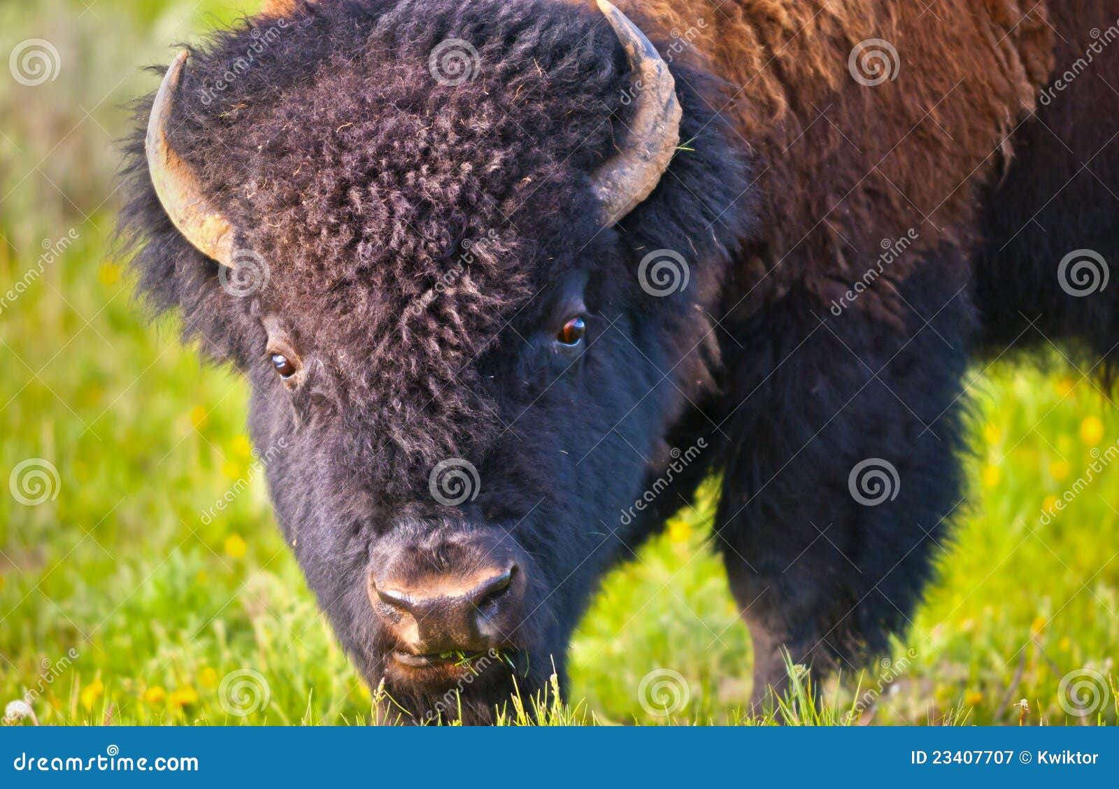 Buffalo close-up stock image. Image of bison, large, water - 23407707