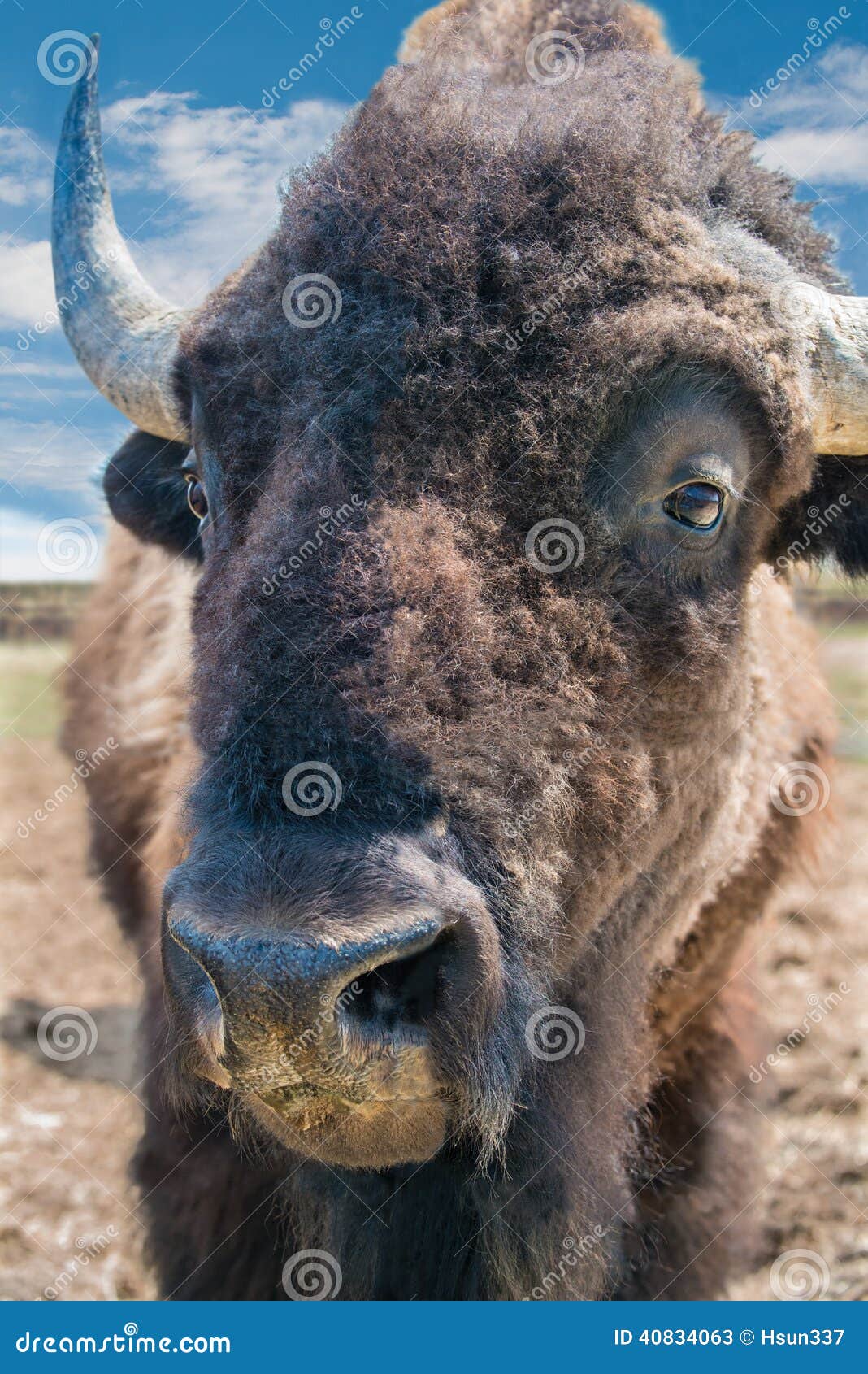Buffalo Close Up stock image. Image of animals, face - 40834063
