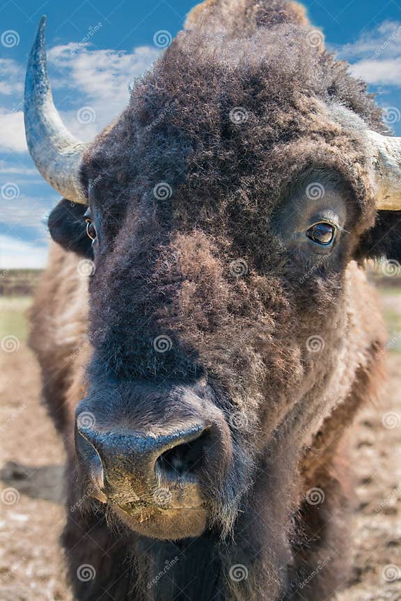 Buffalo Close Up stock image. Image of animals, face - 40834063