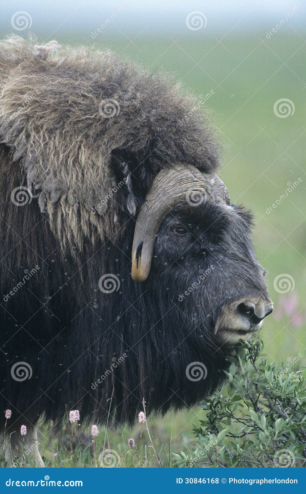 Buffalo close-up of head stock photo. Image of wild, bison - 30846168