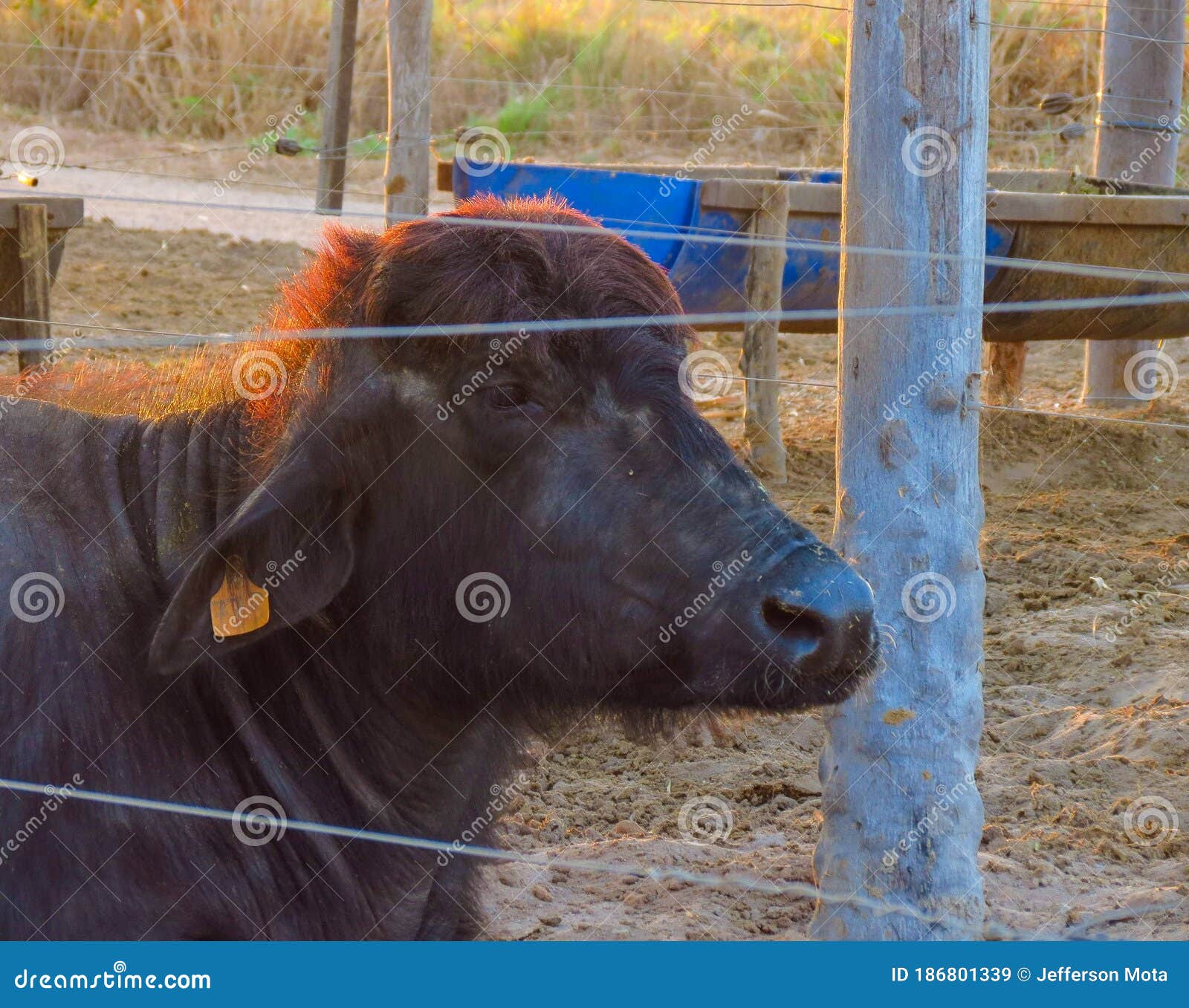 A buffalo in the corral stock image. Image of farm, wildlife - 186801339