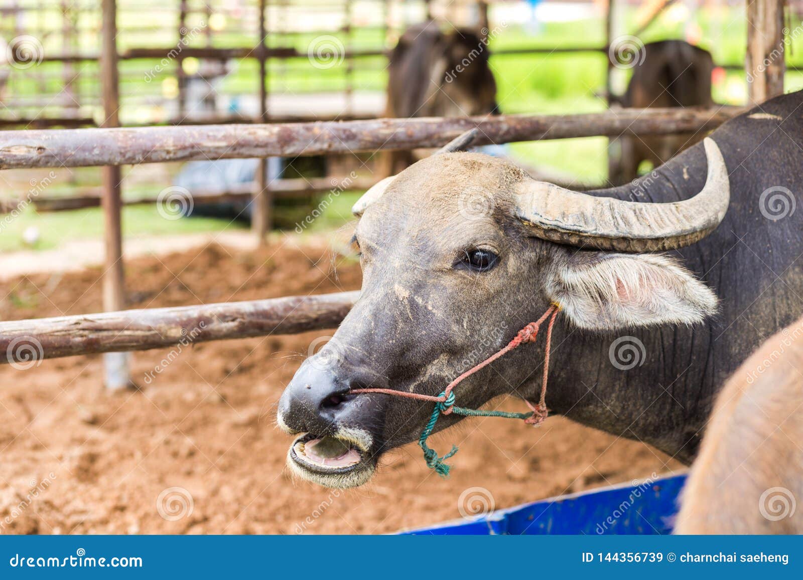 A Buffalo in Corral beside a House Farming Stock Image - Image of life ...