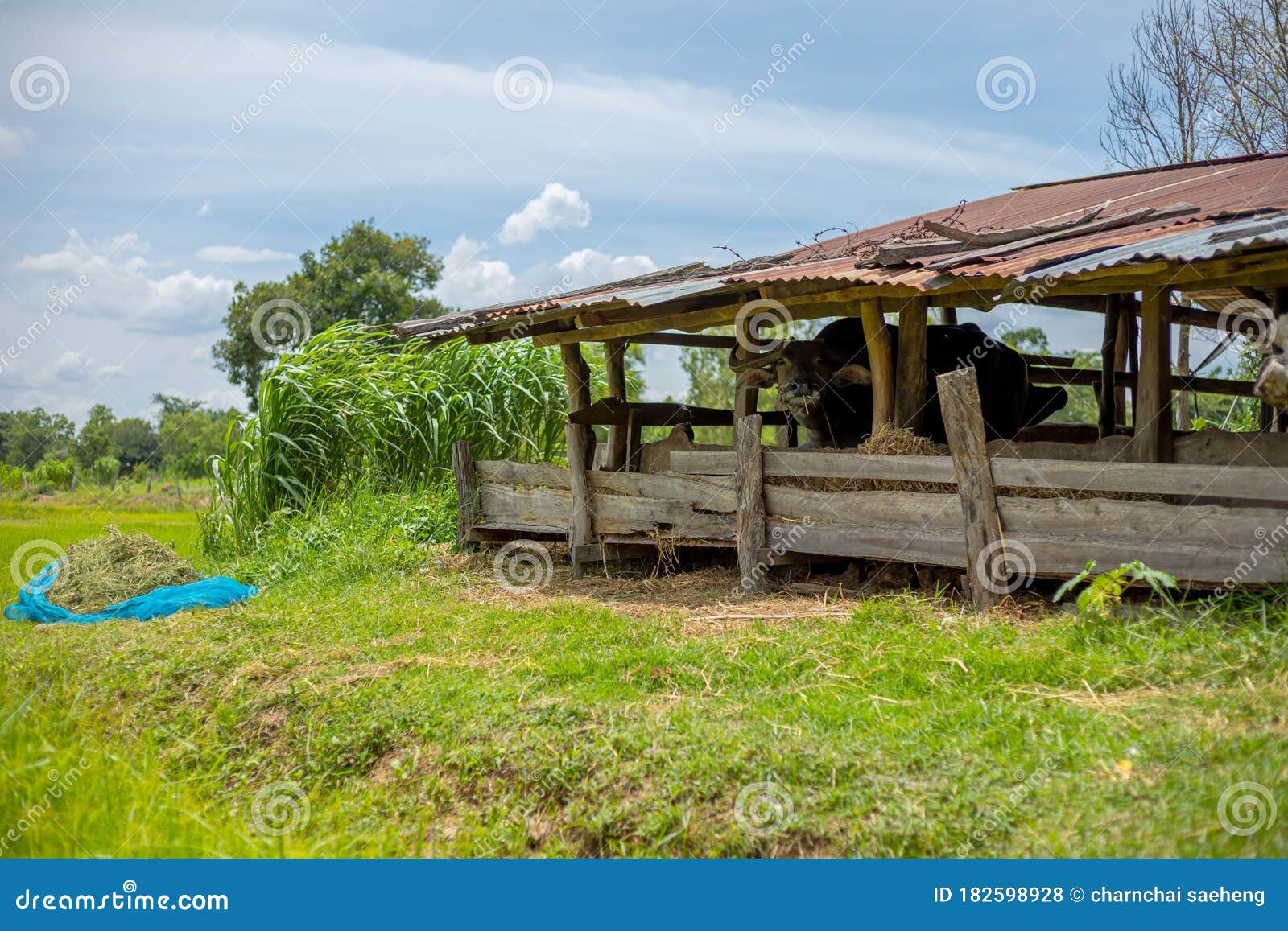 Buffalo in Corral beside a House Farming Stock Photo - Image of summer ...