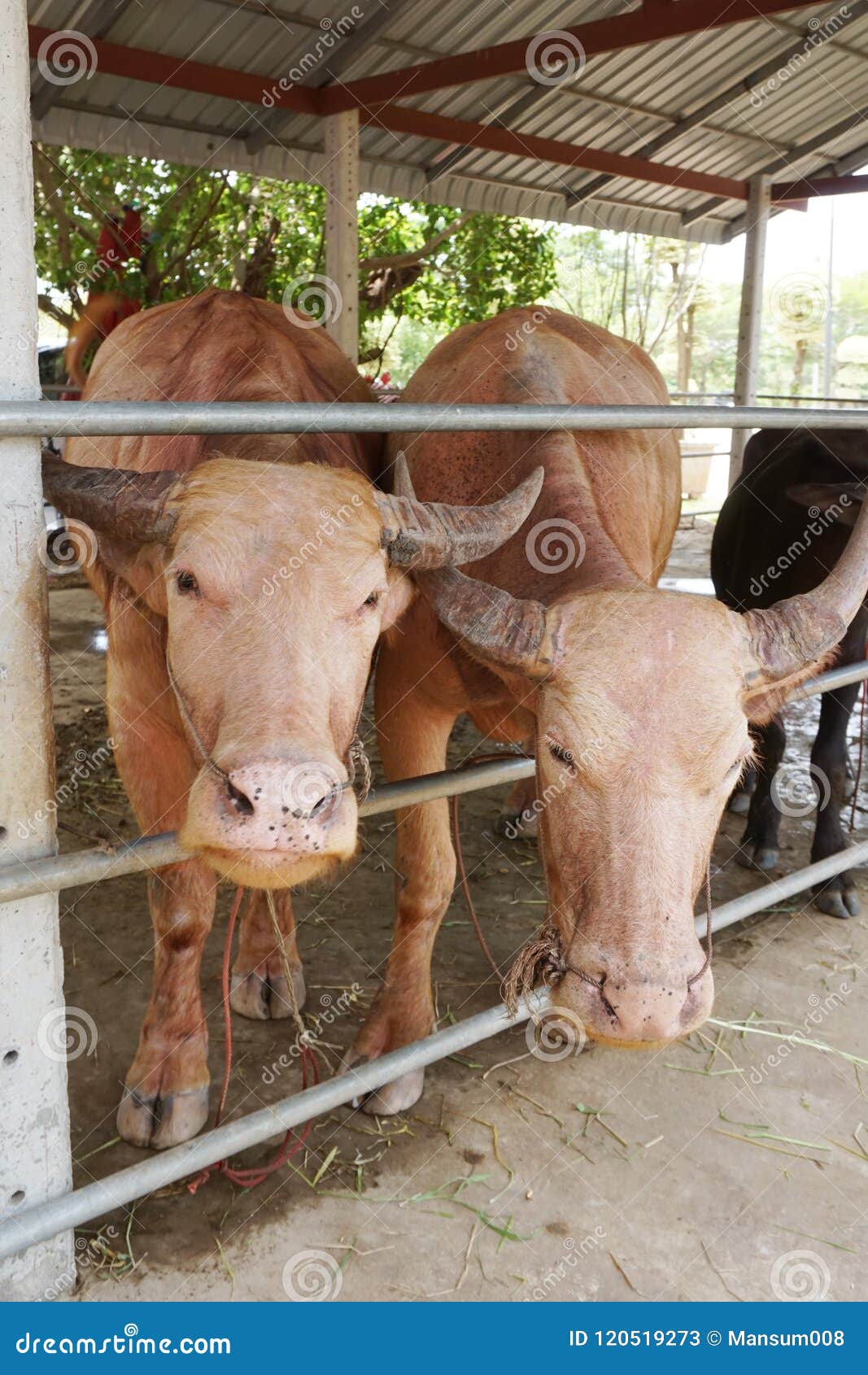 Buffalo in country farm stock image. Image of hair, mammal - 120519273