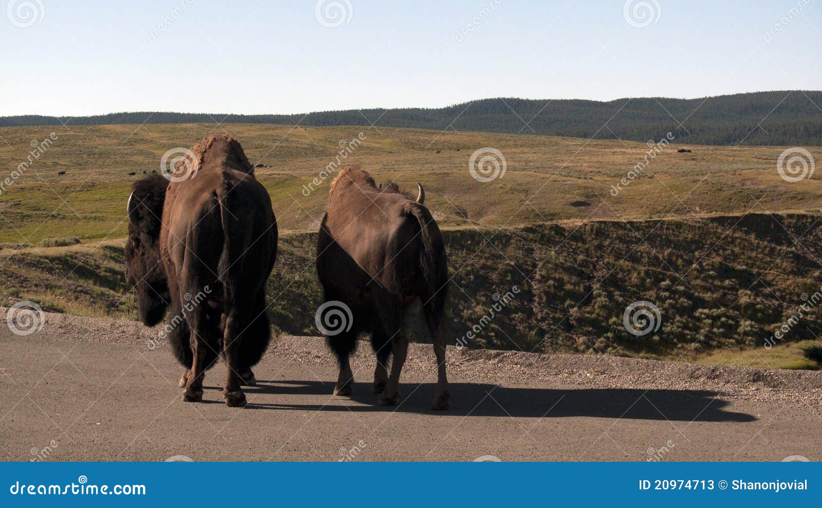 Buffalo couple stock image. Image of montana, hunt, range - 20974713