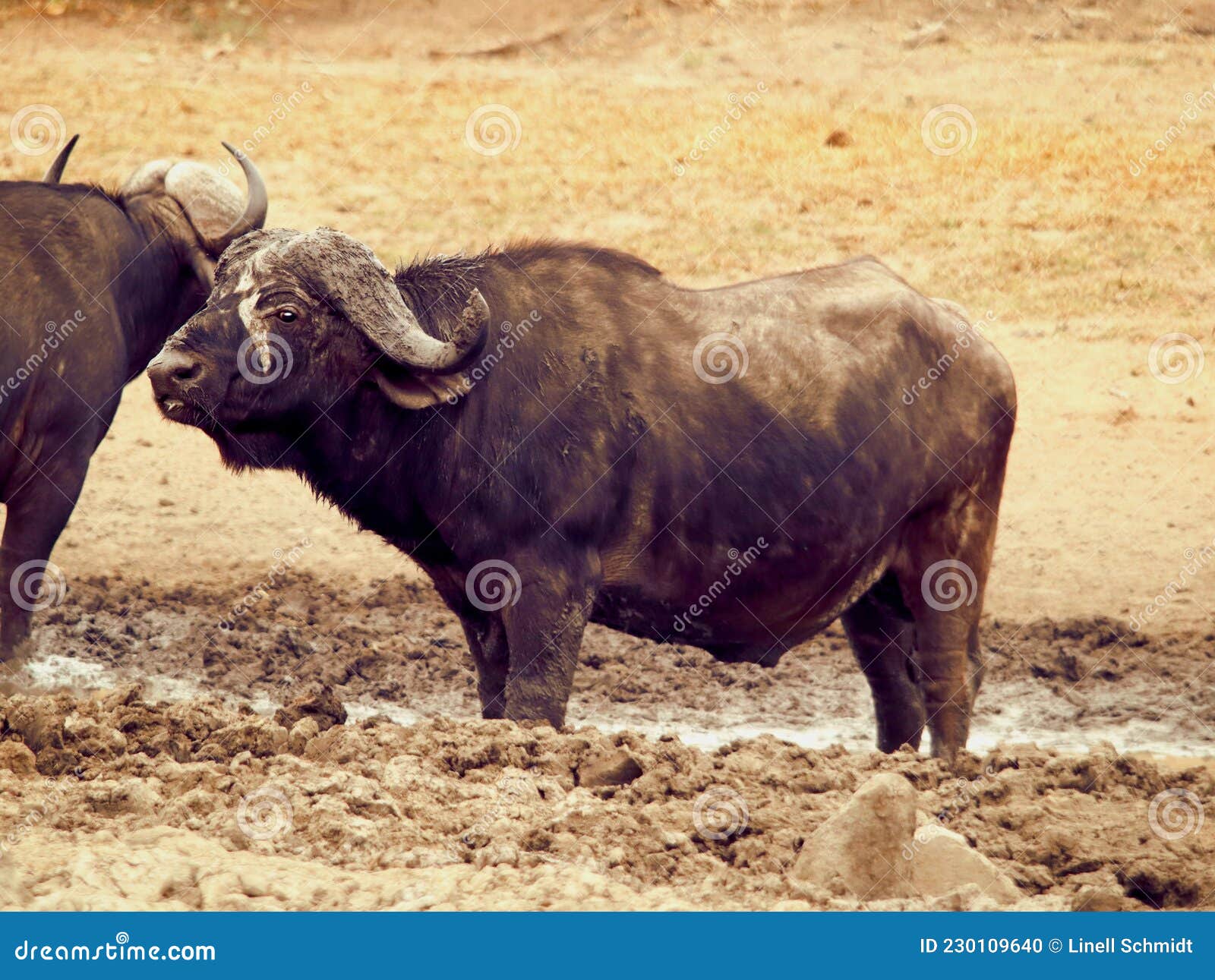 Buffalo covered in mud stock photo. Image of goats, animal - 230109640