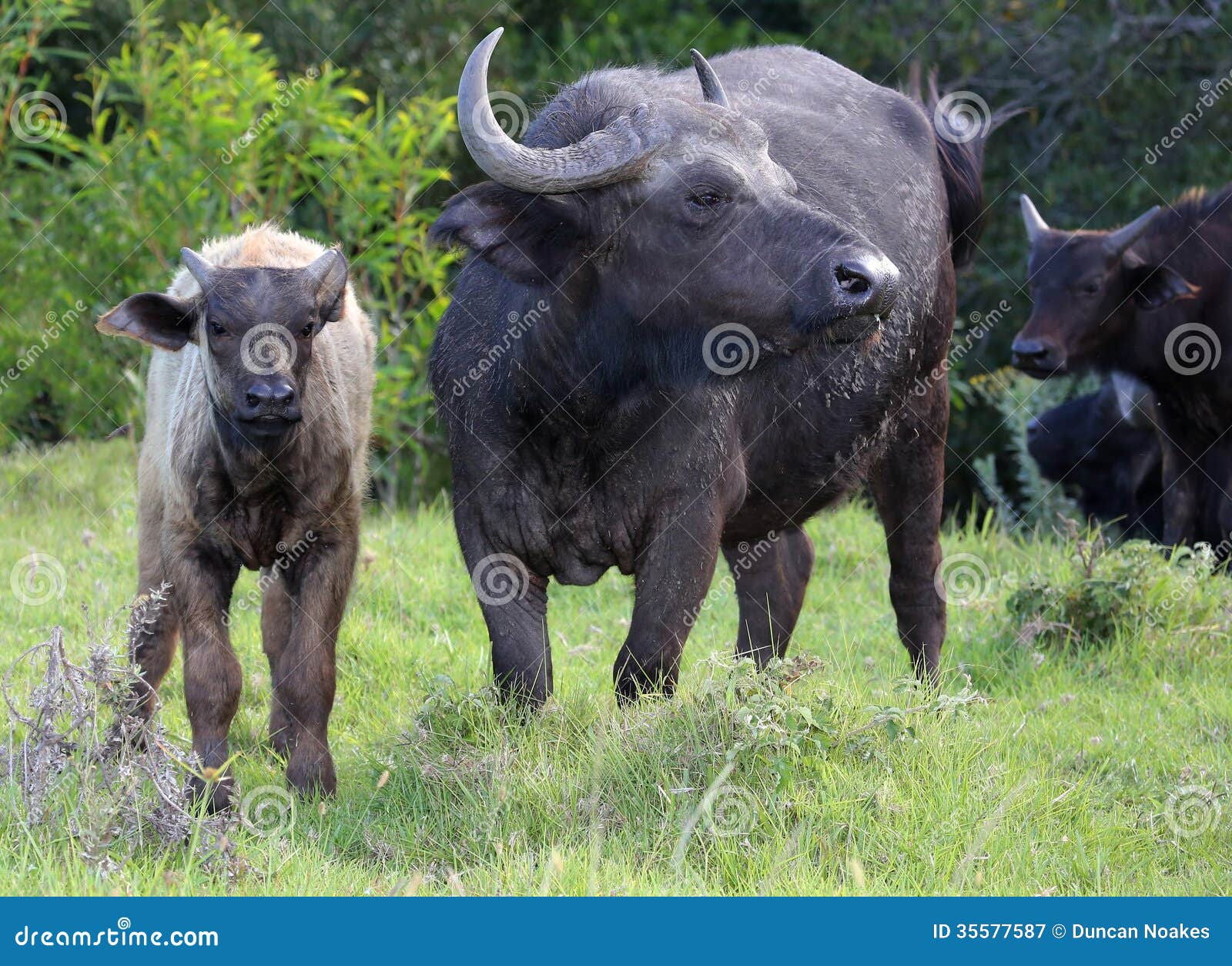 Buffalo Cow and Calf stock image. Image of animal, wild - 35577587