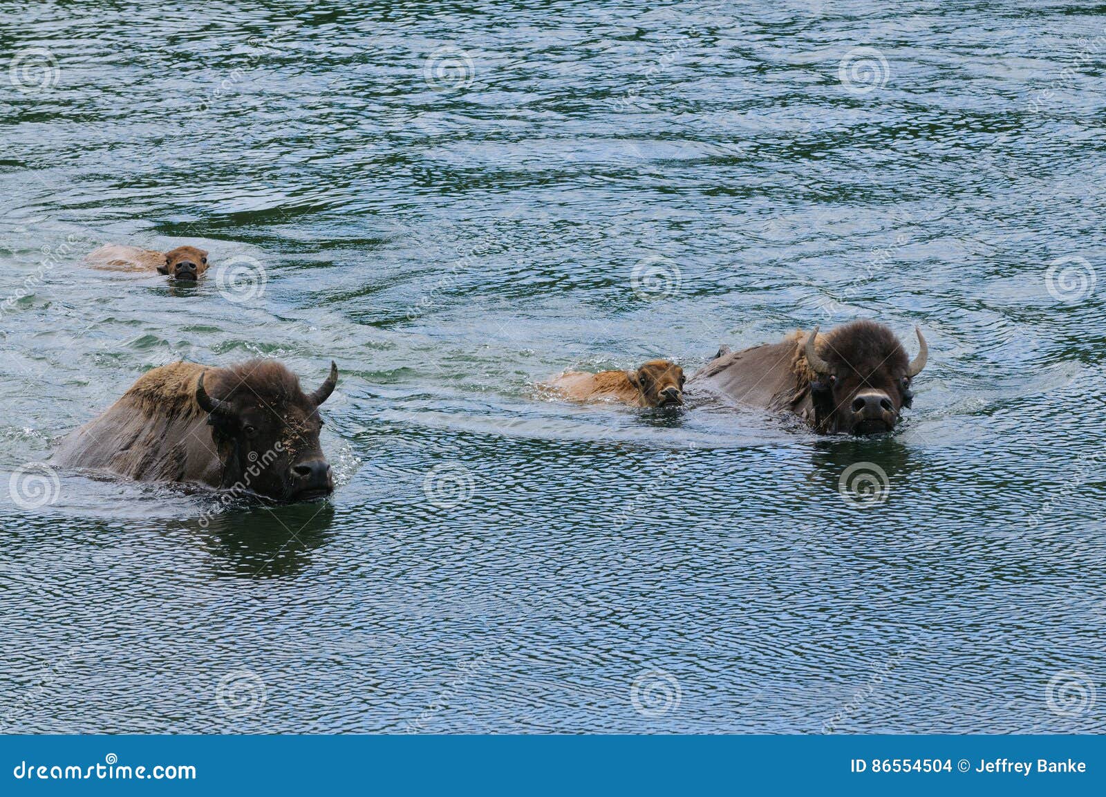 Buffalo Crossing the Yellowstone River Stock Photo - Image of river ...