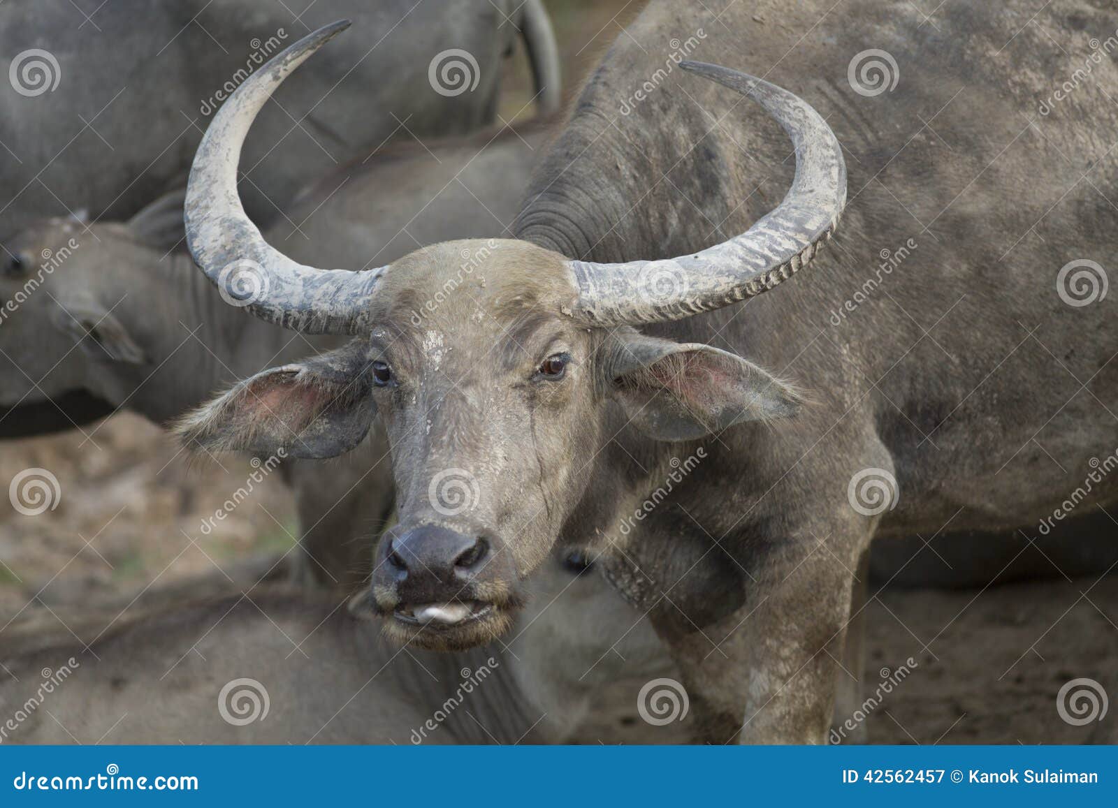 Buffalo crying stock image. Image of horn, crying, black - 42562457