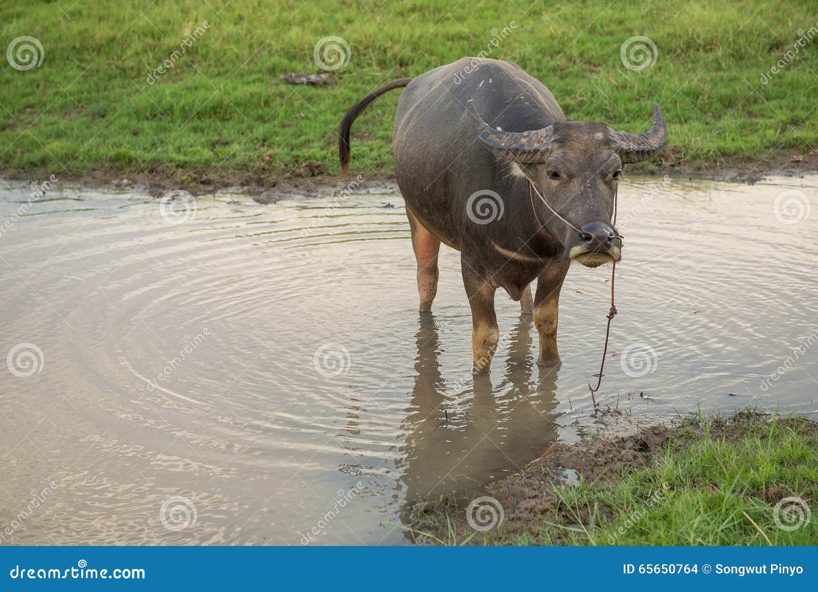 Buffalo defecate in water stock photo. Image of black - 65650764