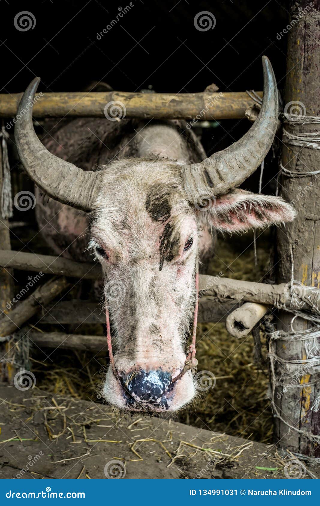 Buffalo with dramatic tone stock image. Image of smell - 134991031