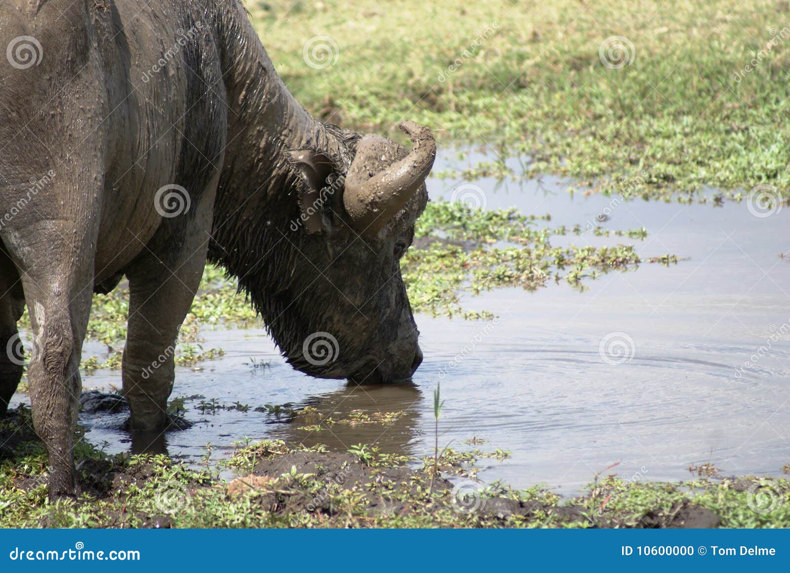 A buffalo drinking stock photo. Image of travel, horns - 10600000