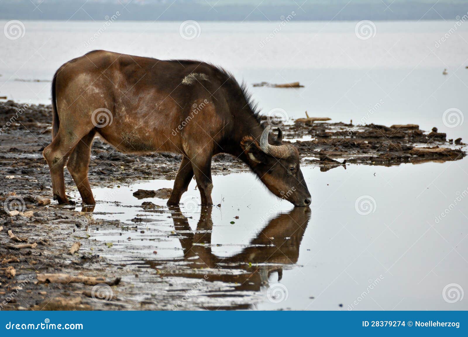 Buffalo Drinking stock photo. Image of parks, drinking - 28379274