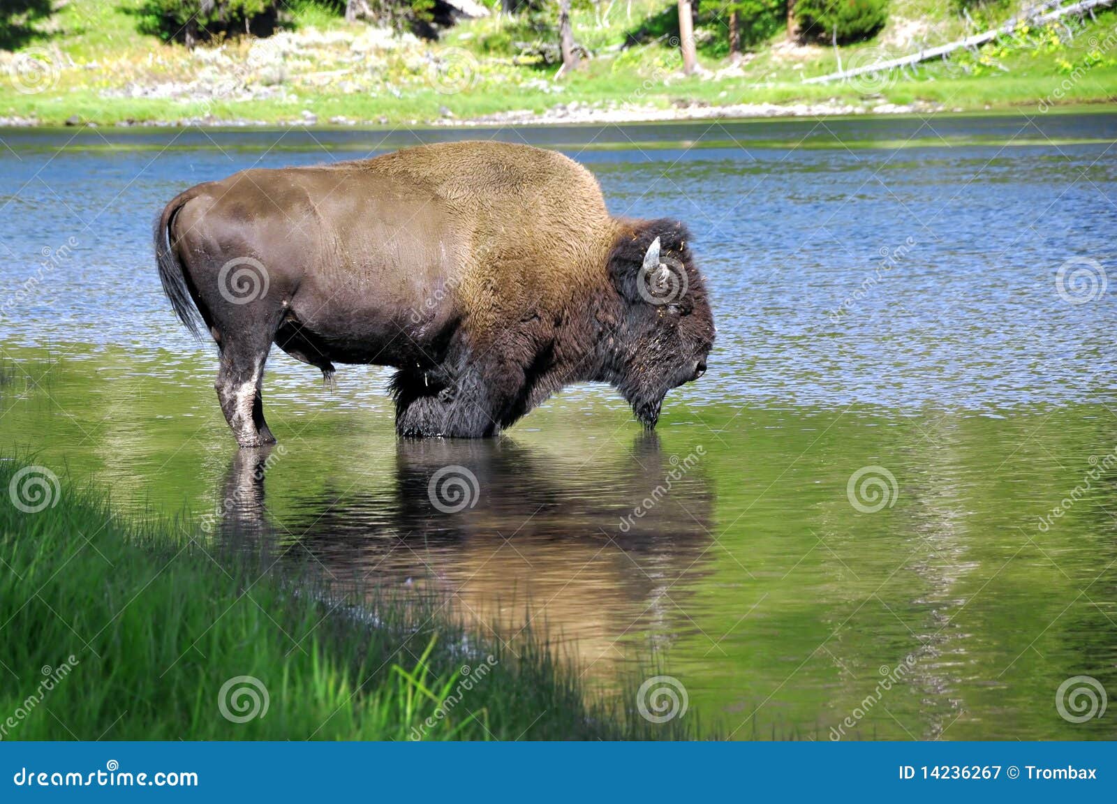 Buffalo drinking water stock image. Image of drinking - 14236267