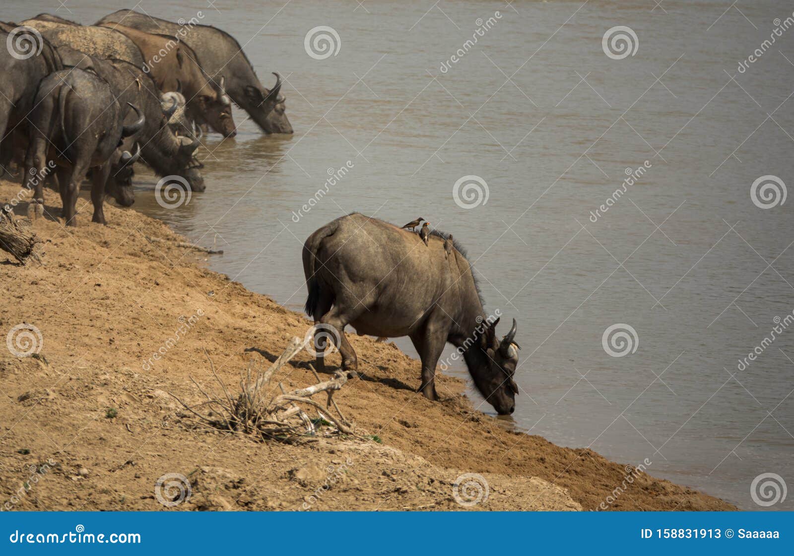 Buffalo Drinking Water Distant from the Herd Stock Image - Image of ...