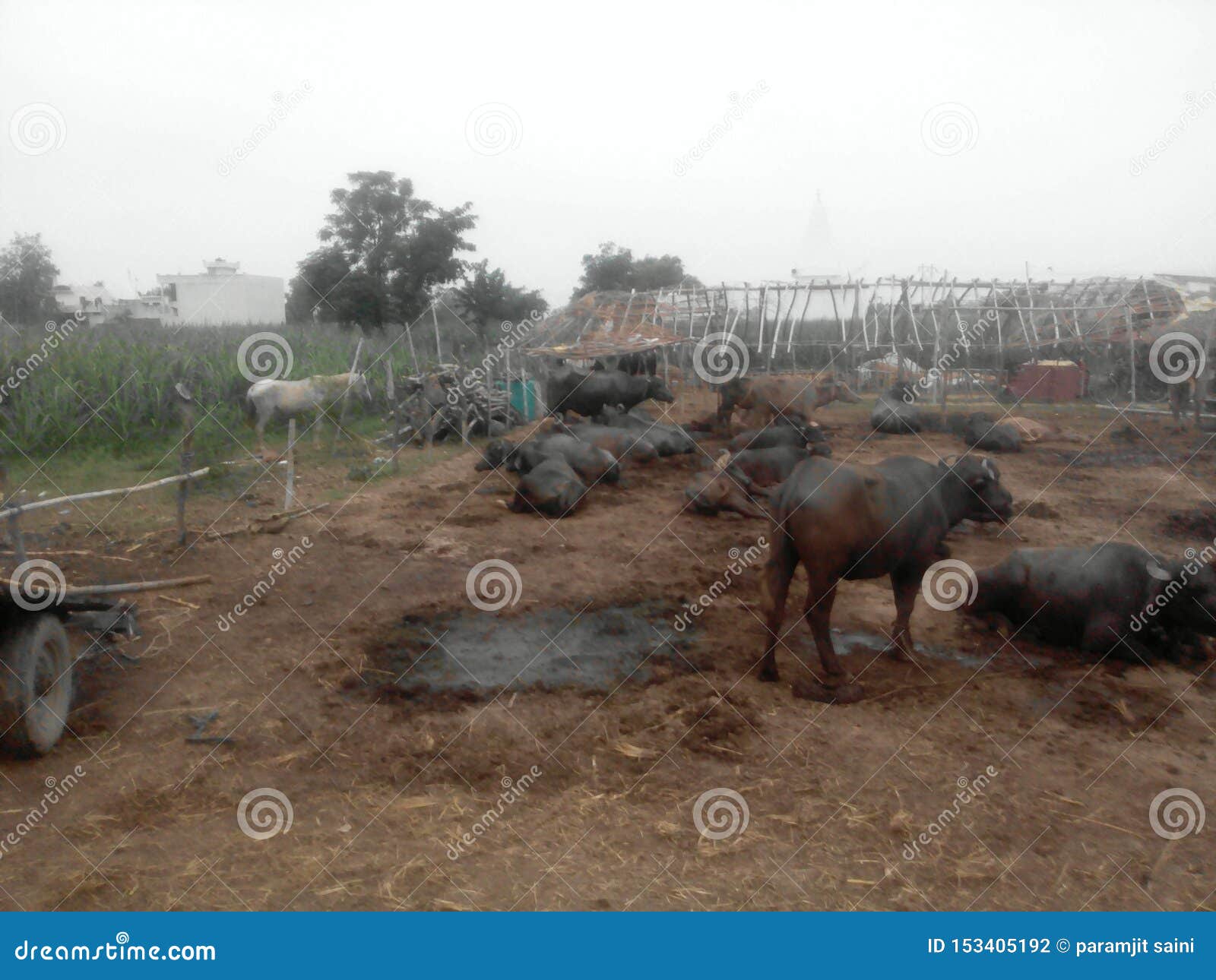 Buffalo with dung stock photo. Image of animal, group - 153405192