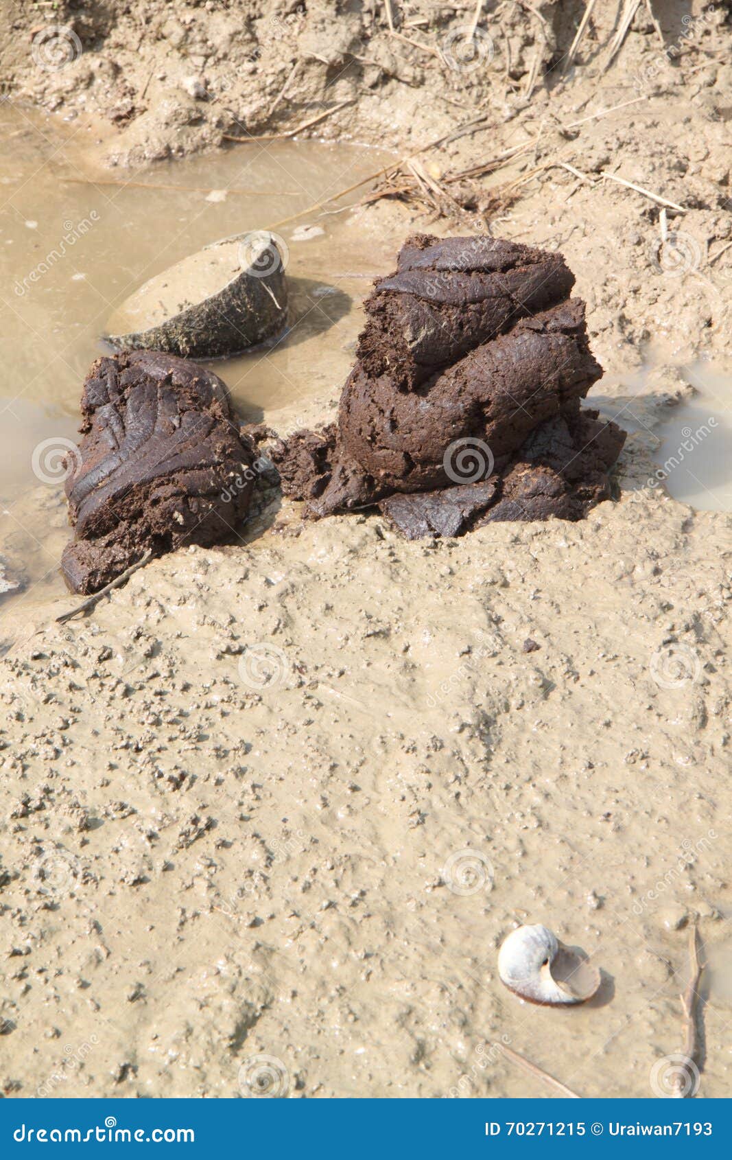 Buffalo dung stock image. Image of nature, closeup, fecal - 70271215