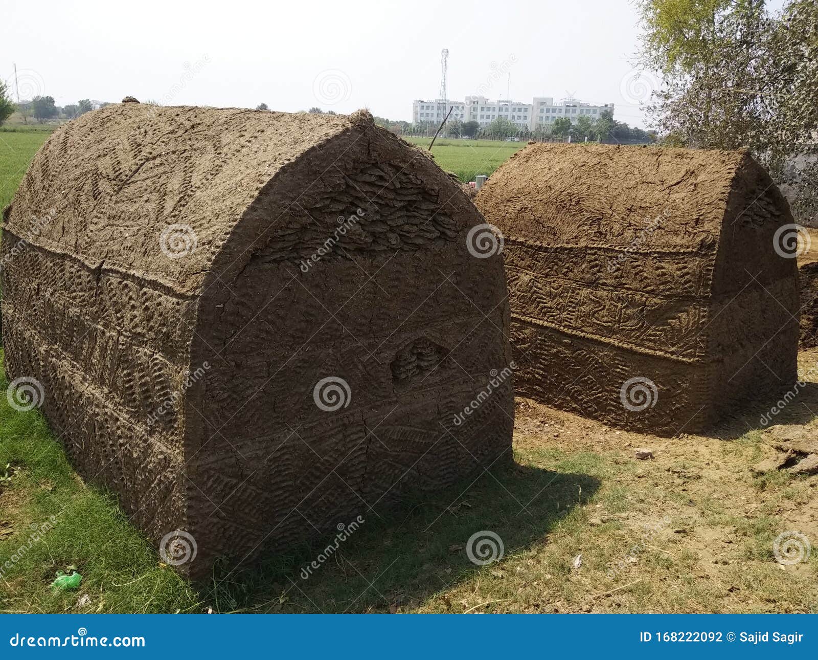 Cow Dung Drying. Natural Fuel Cow Dung In Bangladesh Royalty-Free Stock ...