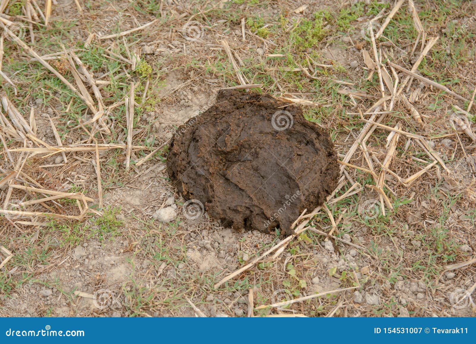 Buffalo Dung in Rice Fields Stock Image - Image of fuel, heap: 154531007