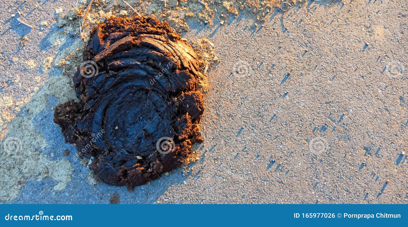 Buffalo Dung on the Road with Sunlight. Stock Photo - Image of color ...