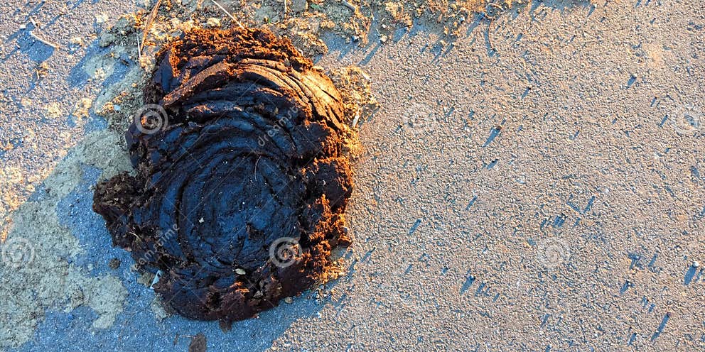 Buffalo Dung on the Road with Sunlight. Stock Photo - Image of color ...