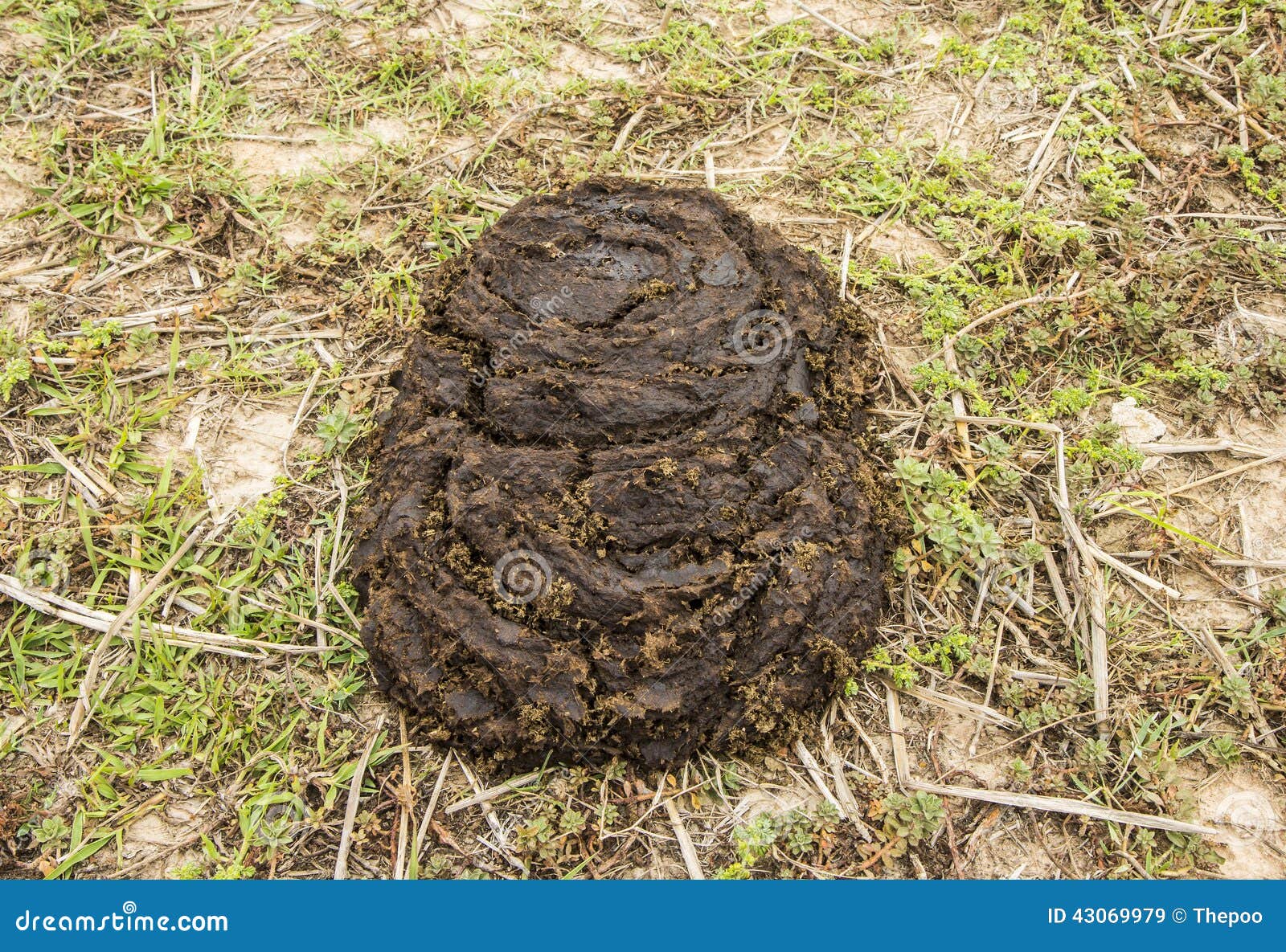 Buffalo dung stock image. Image of feces, soil, abstract - 43069979
