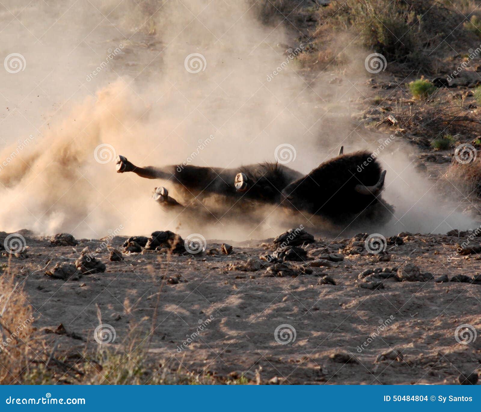Buffalo Dust Bath stock photo. Image of dust, field, side - 50484804
