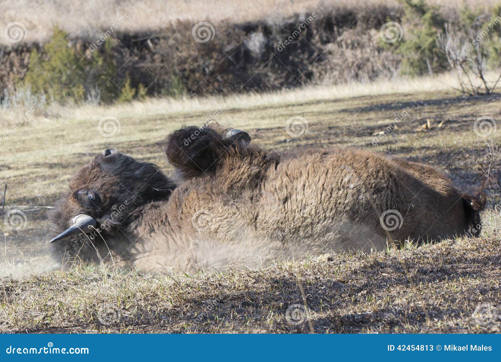 Buffalo Dusting Self Off from Insects Stock Image - Image of horns ...