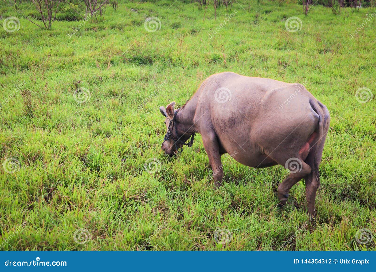 Buffalo eat grass stock photo. Image of animal, harvest - 144354312